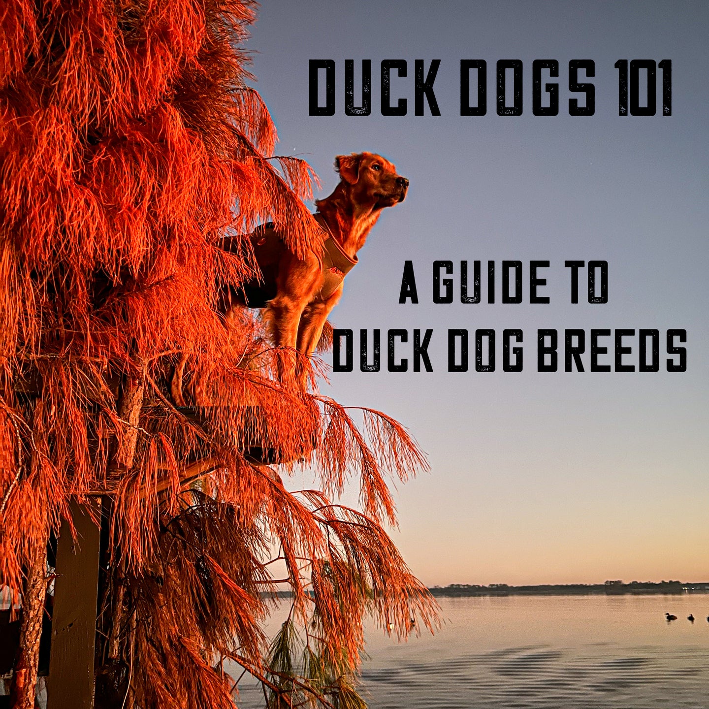 Duck Dogs 101: Understanding the Different Breeds and Their Roles – DECOY